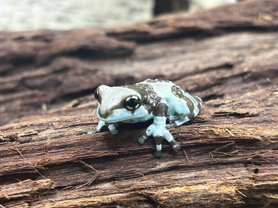 Amazon Milk Frogs Other Tree Frog by Predators Reptile Center