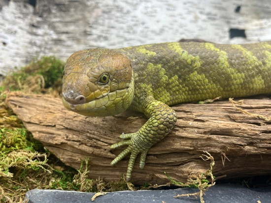 Monkey-Tailed Skink by Predators Reptile Center