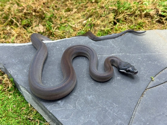 USCBB Southern White-Lipped Python by Predators Reptile Center