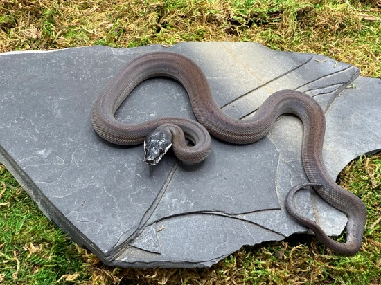 USCBB Southern White-Lipped Python by Predators Reptile Center