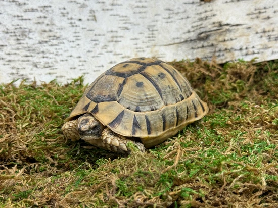 Libyan Greek Tortoise by Predators Reptile Center