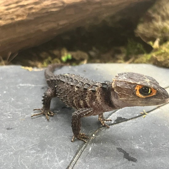 Red Eyed Croc Skink More Skink by Predators Reptile Center