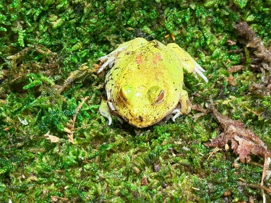Key Lime Pac-Man Pacman Frog by Predators Reptile Center