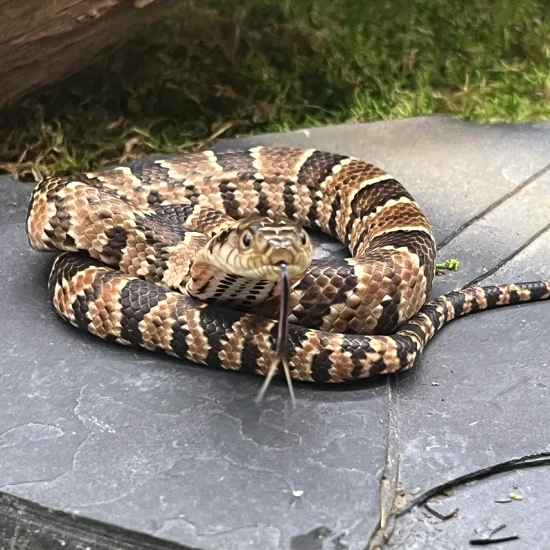 False Water Cobra by Predators Reptile Center