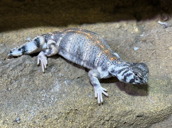 Thomasi Uromastyx by Predators Reptile Center