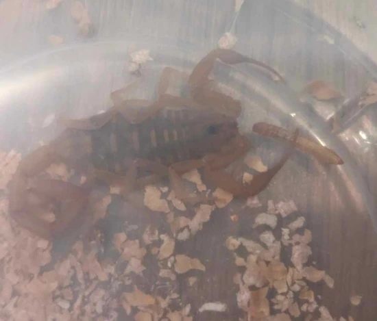 Bark Scorpion by The Derpy Herptile