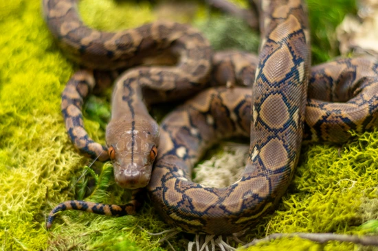 Super Dwarf Wildtype Het Snow Reticulated Python by Clarity Creations