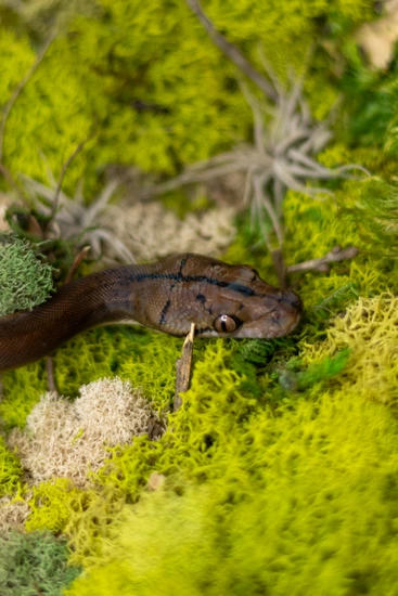 Super Dwarf Goldenchild Sunfire Het Snow Reticulated Python by Clarity ...