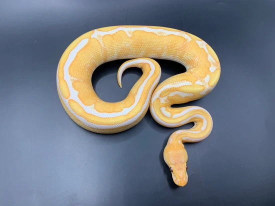 Pastel Double Het Lavender Genetic Stripe Pair Ball Python by Classic ...