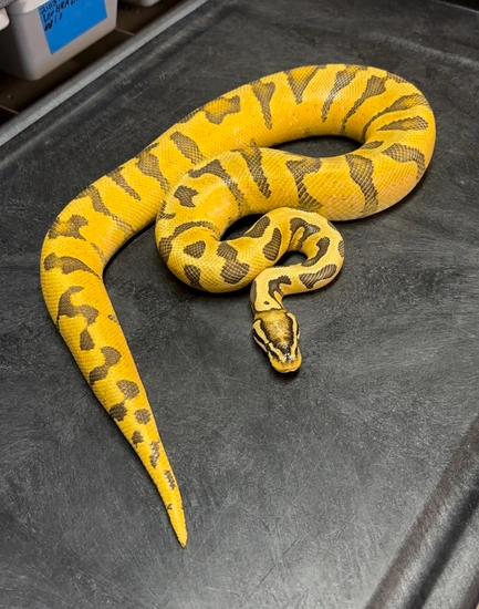 Proven RTB Super Pastel Zebra Ball Python by Sculpted Exotics LLC