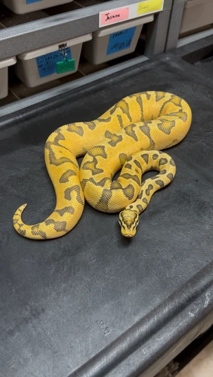 Super Pastel Zebra Ball Python by Sculpted Exotics LLC