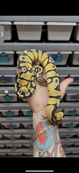 Pastel Vanilla DH VPI Zebra Ball Python by Sculpted Exotics LLC