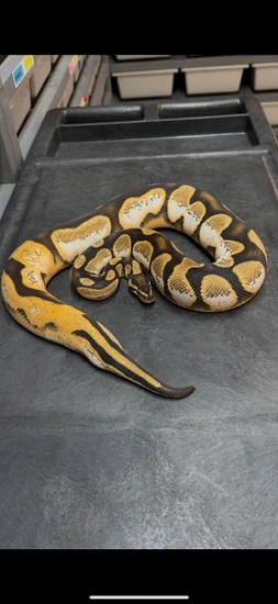 OD YB Calico Scrambler Ball Python by Sculpted Exotics LLC