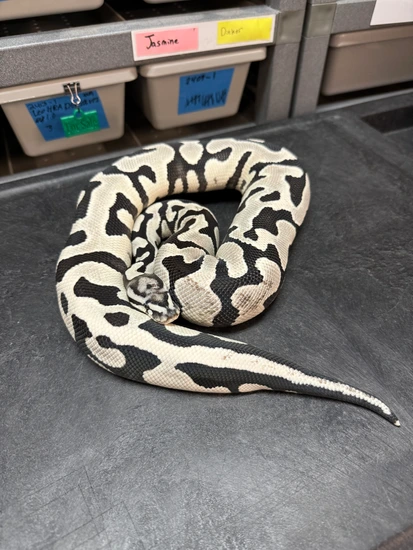 Leo HRA DG VPI Het Clown Ball Python by Sculpted Exotics LLC