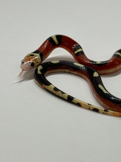 Free Shipping Splotched Milk Snake Sinaloan Milk Snake by Clem House ...