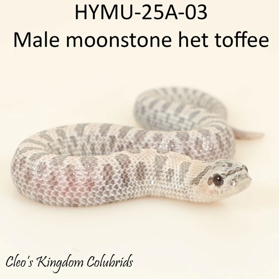 Moonstone Het Toffee HYMU-03 Western Hognose by Cleo's Kingdom Colubrids