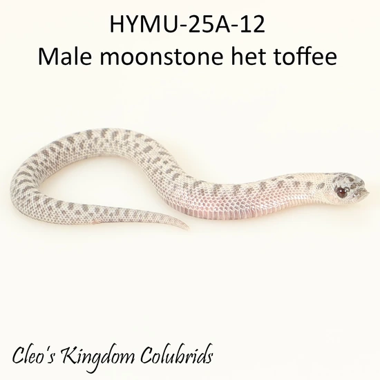 Moonstone Het Toffee HYMU-12 Western Hognose by Cleo's Kingdom Colubrids