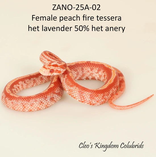 Peach Fire Tessera Het Lavender 50% Het Anery ZANO-02 Corn Snake by ...