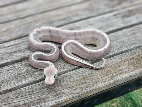 Pewter GHI Mojave/Mystic Ball Python by Cliffside Exotics
