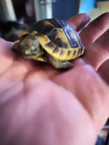 25' Greek Hatchling 2 Greek Tortoise by Cliffside Reptiles