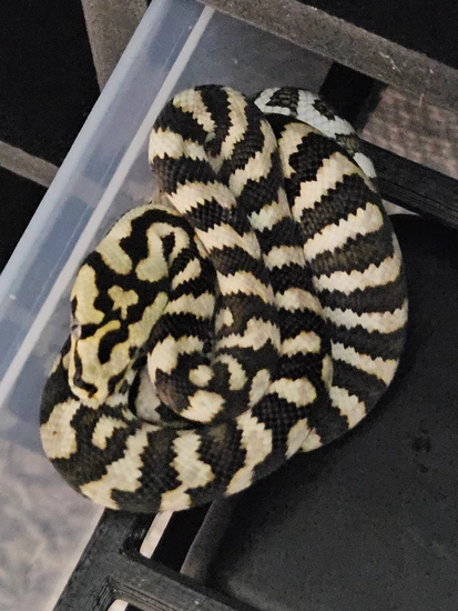 Gamma Diamond Jungle Jaguar Other Carpet Python by Andersen's Exotics