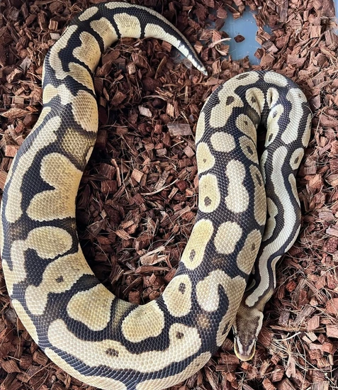 Pastel Arroyo Ball Python by JM Exotix