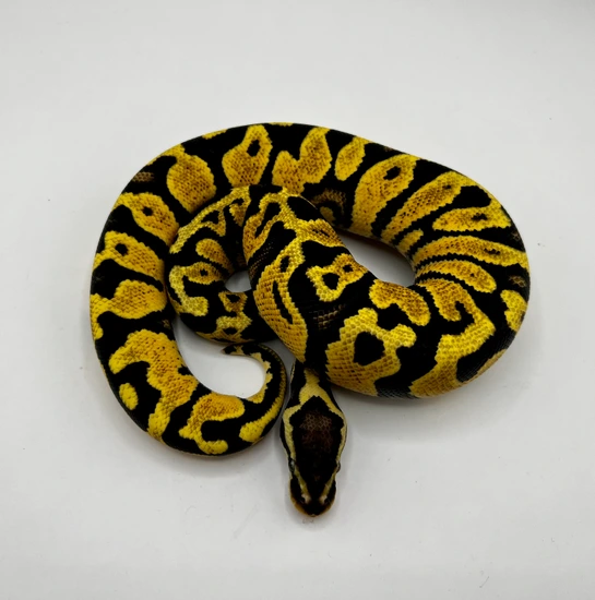 Pastel Enchi YB DH Hypo Zebra Ball Python by Ozark Mountain Morphs
