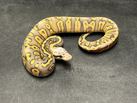 Super Pastel Stranger Hypo Het Clown Ball Python by Ozark Mountain Morphs