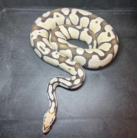 Pastel DG VPI Ball Python by Ozark Mountain Morphs