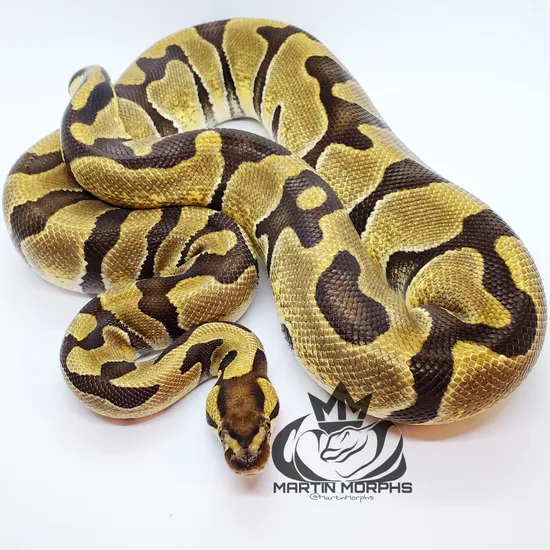Enchi Blade 100% Het. Clown Ball Python by Martin Morphs
