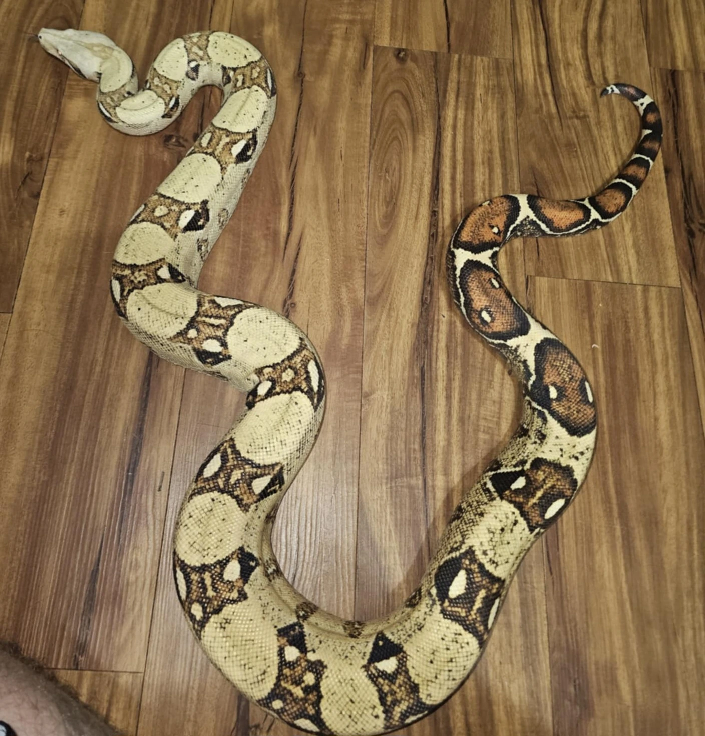 McCurdy's Exotics.'s Collection - MorphMarket