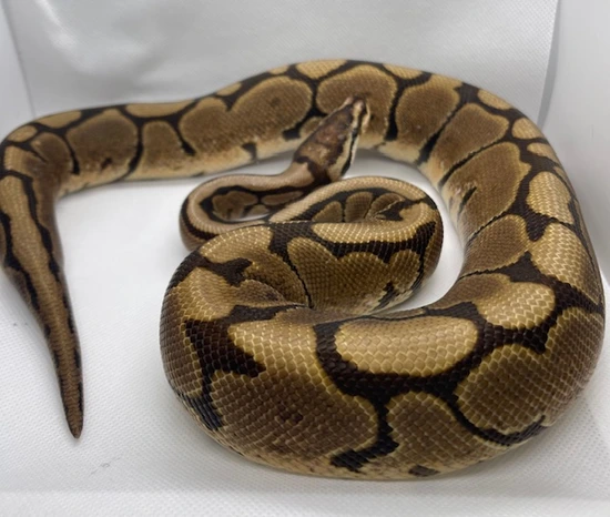 Black Pastel Spider Enchi Het Axanthic (TSK) Ball Python by Hold My ...
