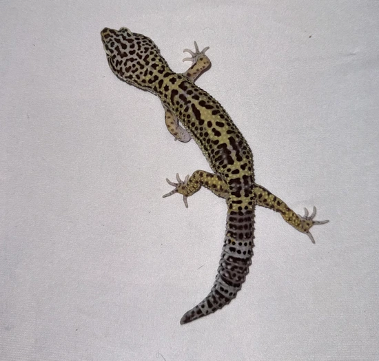 Black Night Pos Het Tremper Pos Het Murphys Patternless Leopard Gecko ...