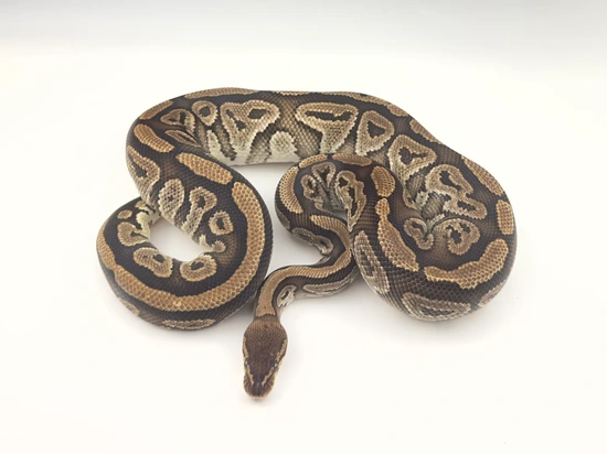Bongo Red Stripe Motley Het Clown Ball Python by Saga Morphs