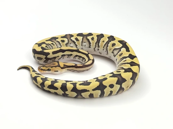 Specter Harlequin Desert Ghost Crypton Ball Python by Saga Morphs