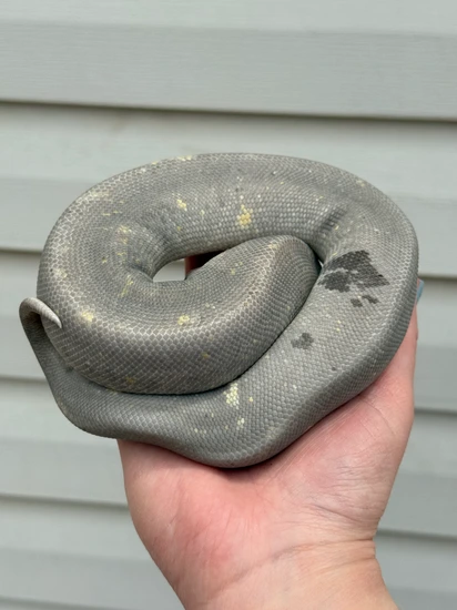 Super Pastel Black Pastel Cinnamon (8ball 🎱) Ball Python by Colt & Maks ...