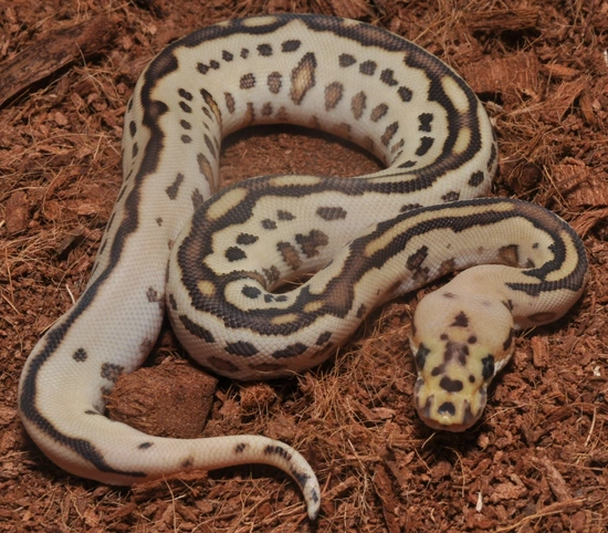 Cypress Leopard Spotnose Butter Clown- SALE Ball Python by Sixth Sense ...