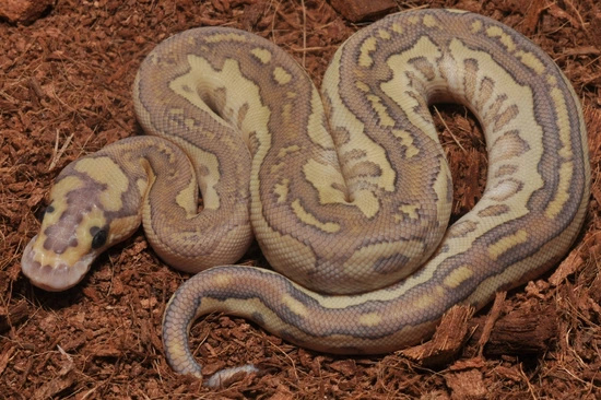 Nuclear Clown - SALE Ball Python by Sixth Sense Exotics