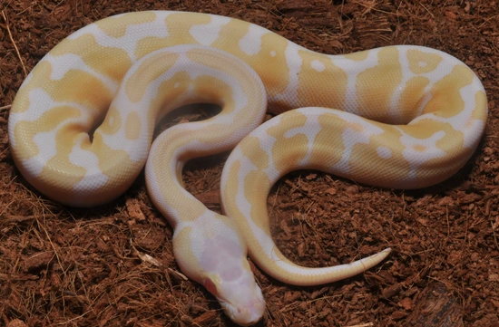 Scaleless Head Albino - SALE Ball Python by Sixth Sense Exotics