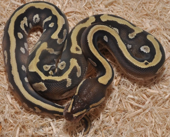 YB Mojave Het Pied - SALE Ball Python by Sixth Sense Exotics