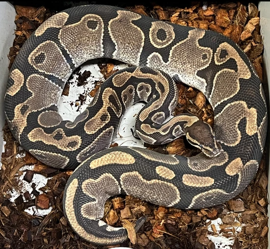 DH Albino Pied PROVEN Ball Python by Sixth Sense Exotics