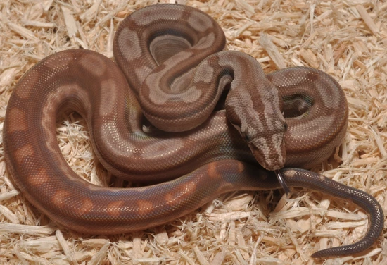 Inca Motley CA Tpos - 72hr Super SALE Boa Constrictor by Sixth Sense ...