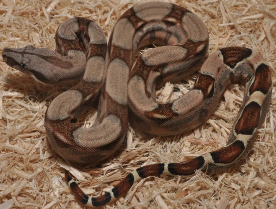 Mandarin Belly Het Lavender Sharp - SUPER SALE Boa Constrictor by Sixth ...