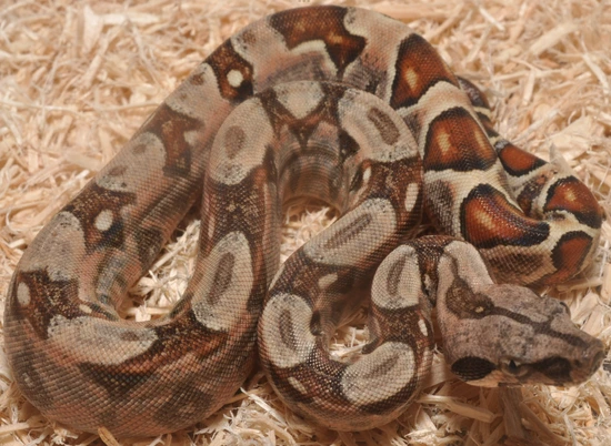 Mandarin Belly Het Lavender Sharp Boa Constrictor by Sixth Sense Exotics