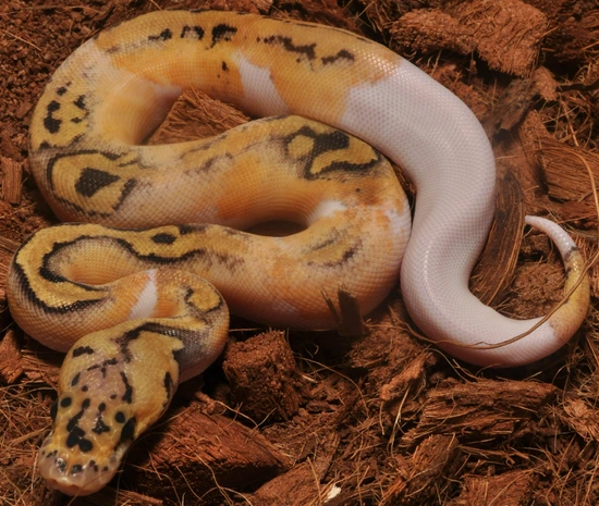 Scrambler Pastel Pied Clown - SALE Ball Python by Sixth Sense Exotics