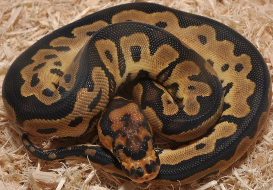 Clown Het Pied - FALL SALE Ball Python by Sixth Sense Exotics