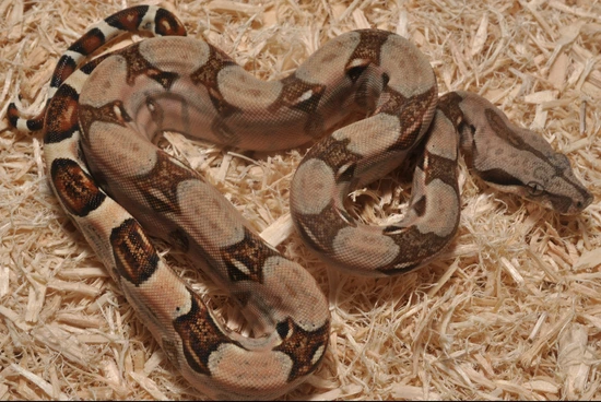 Mandarin Belly Het Lavender Sharp - SALE Boa Constrictor by Sixth Sense ...