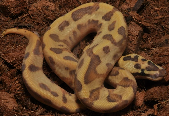 Super Enchi Leopard Fire YB Pos OD Het Sunset - SALE Ball Python by ...