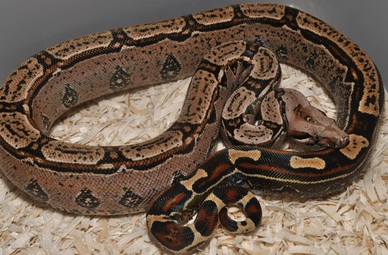 Keltic Jungle DH Leopard VPI (JUV) - SALE Boa Constrictor by Sixth ...