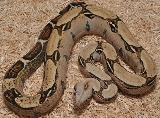 Keltic Jungle DH Leopard VPI - SALE Boa Constrictor by Sixth Sense Exotics